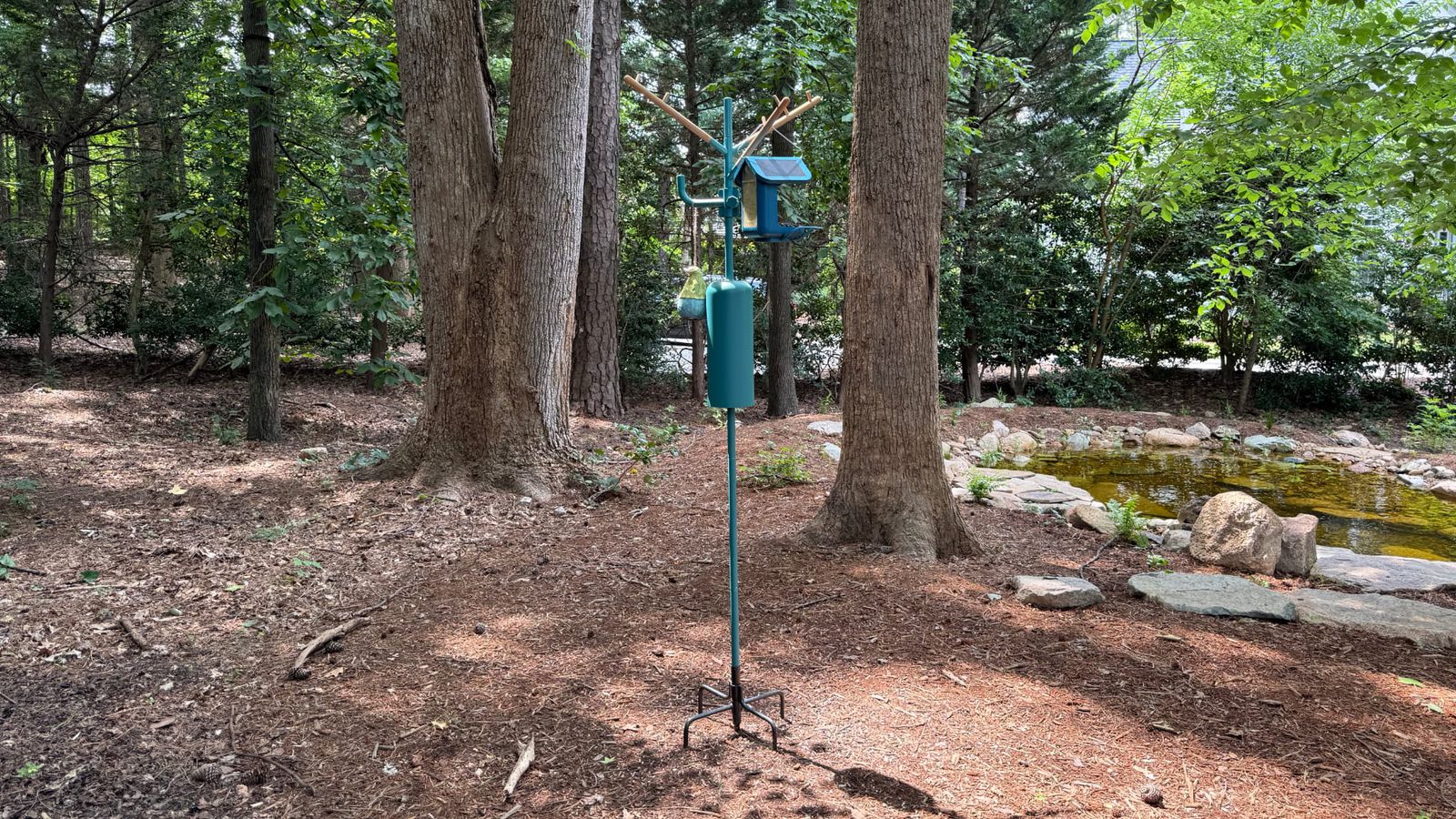 Bird Buddy Hummingbird Feeder Pro Review - MacRumors