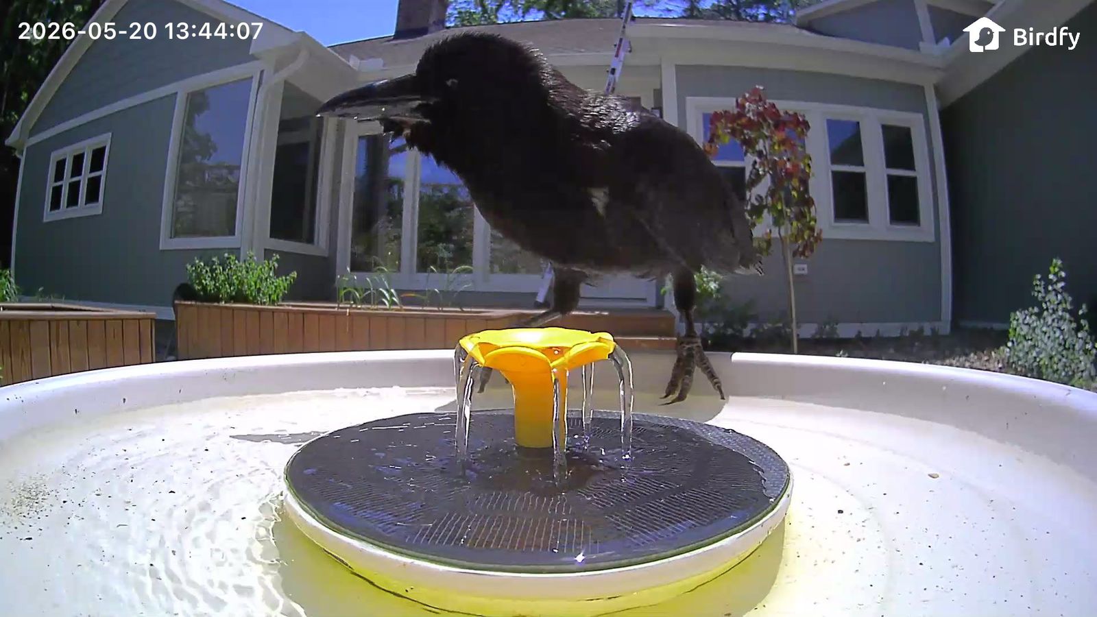 Birdfy Bird Bath Pro, Birdfy Feeder, and Birdfy Feeder 2 Duo Review ...