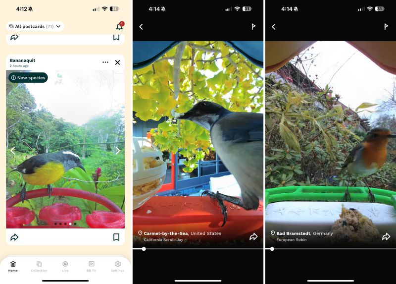 Bird Buddy Smart Bird Feeder Review - MacRumors