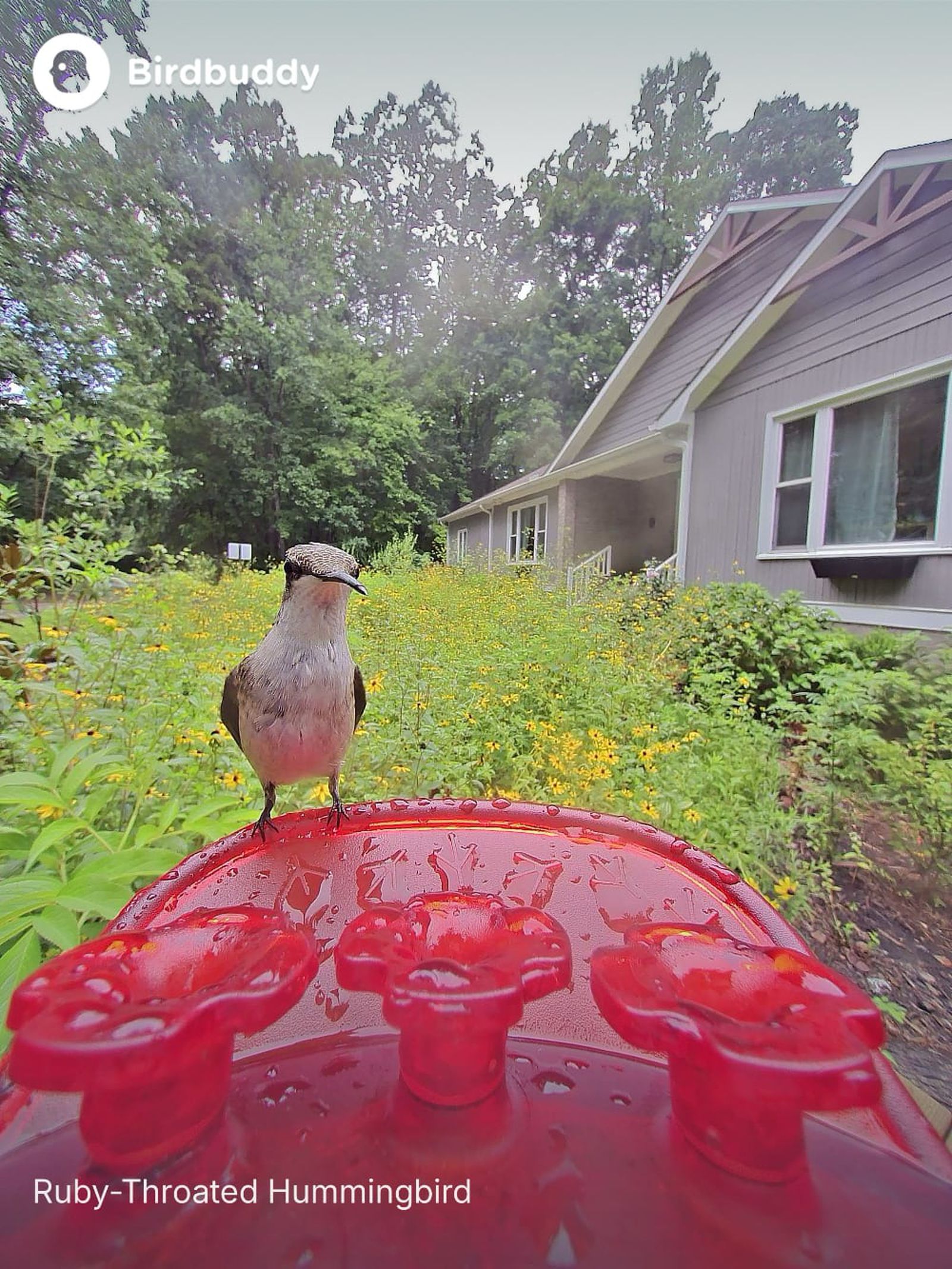 Bird Buddy Hummingbird Feeder Pro Review - MacRumors