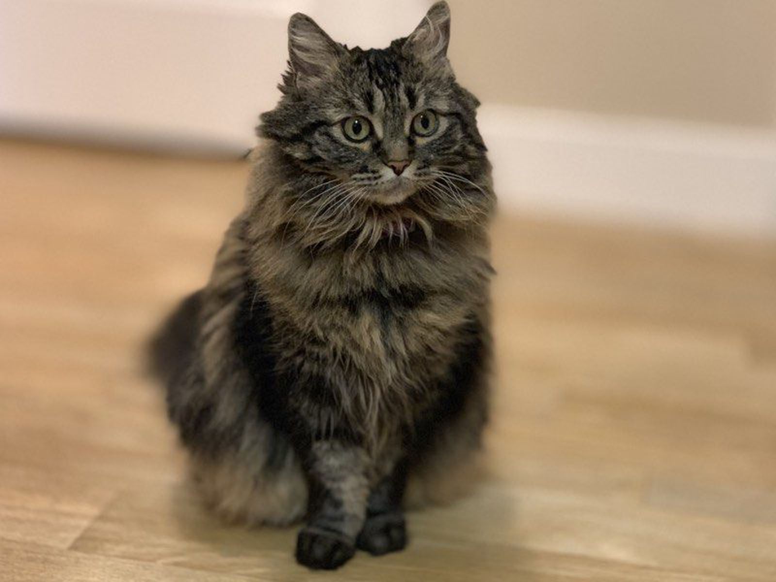 Hands-On With the New Depth Control Feature in iPhone XS and XS Max ...