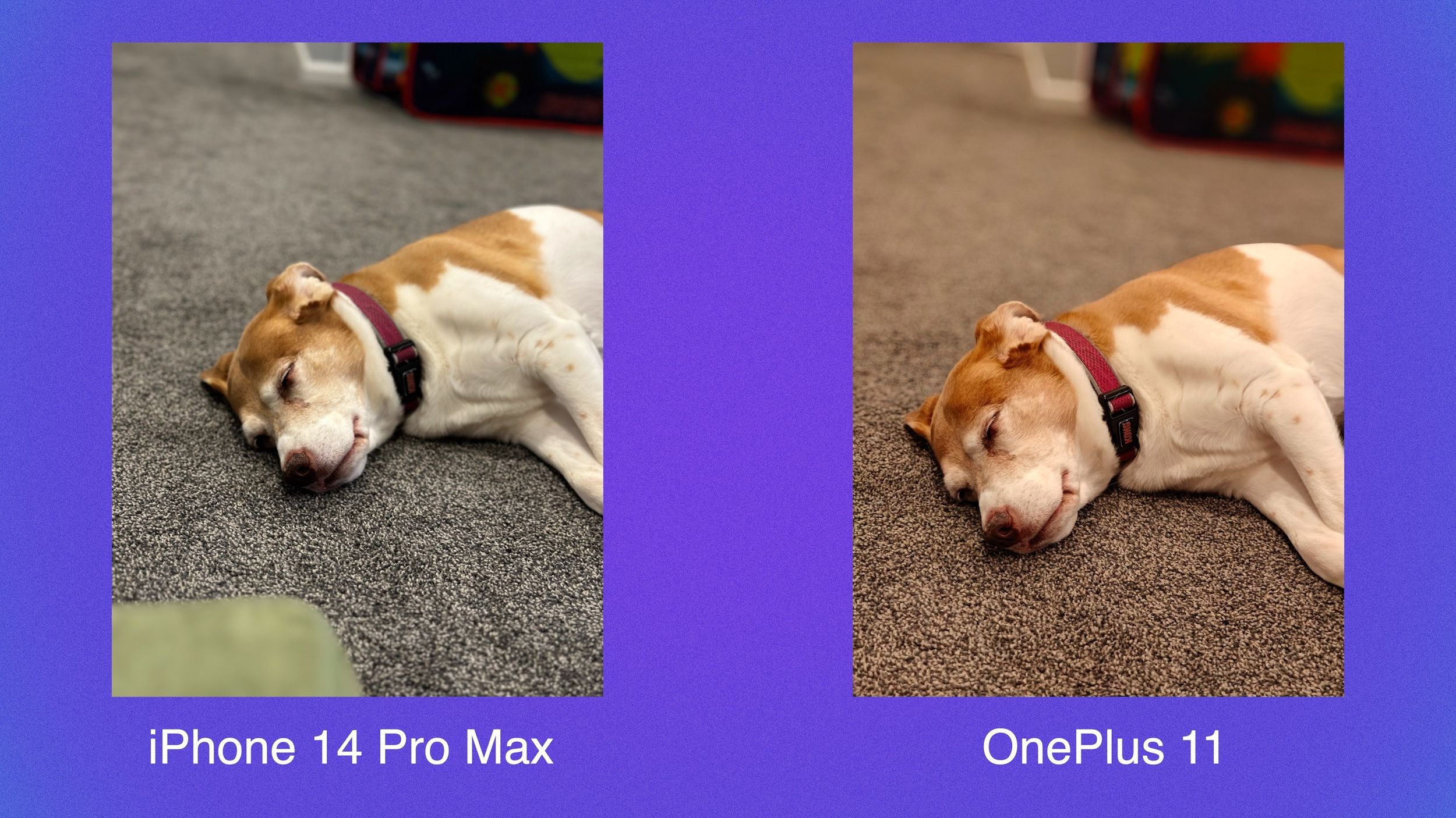 Camera Comparison: Apple's iPhone 14 Pro Max vs. OnePlus 11 5G - MacRumors