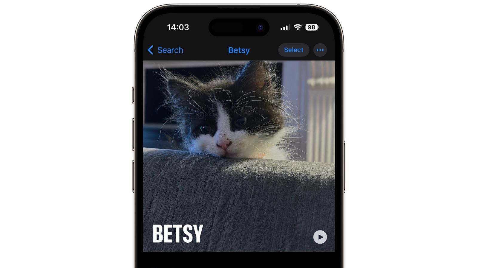 iOS 17: How to Name Your Pets in Photos With Pet Recognition - MacRumors