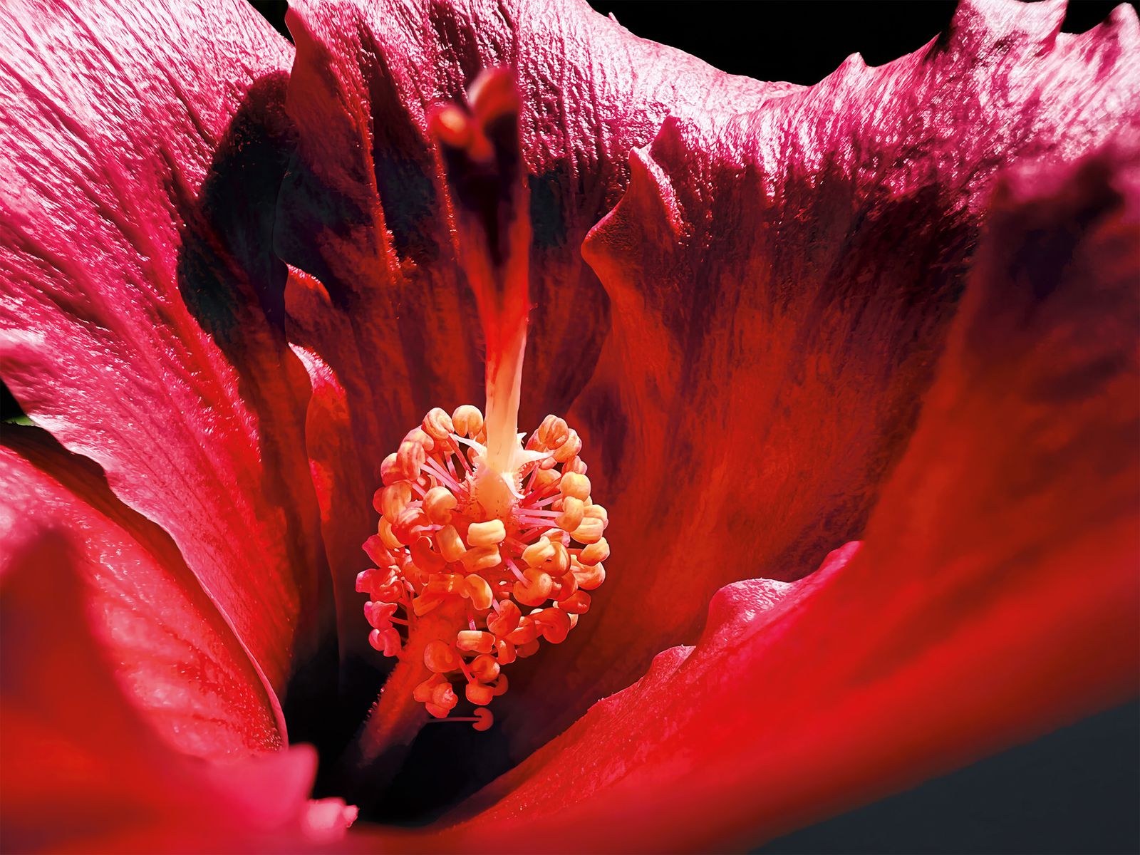 Apple Reveals Winning 'Shot on iPhone' Macro Challenge Photos - MacRumors