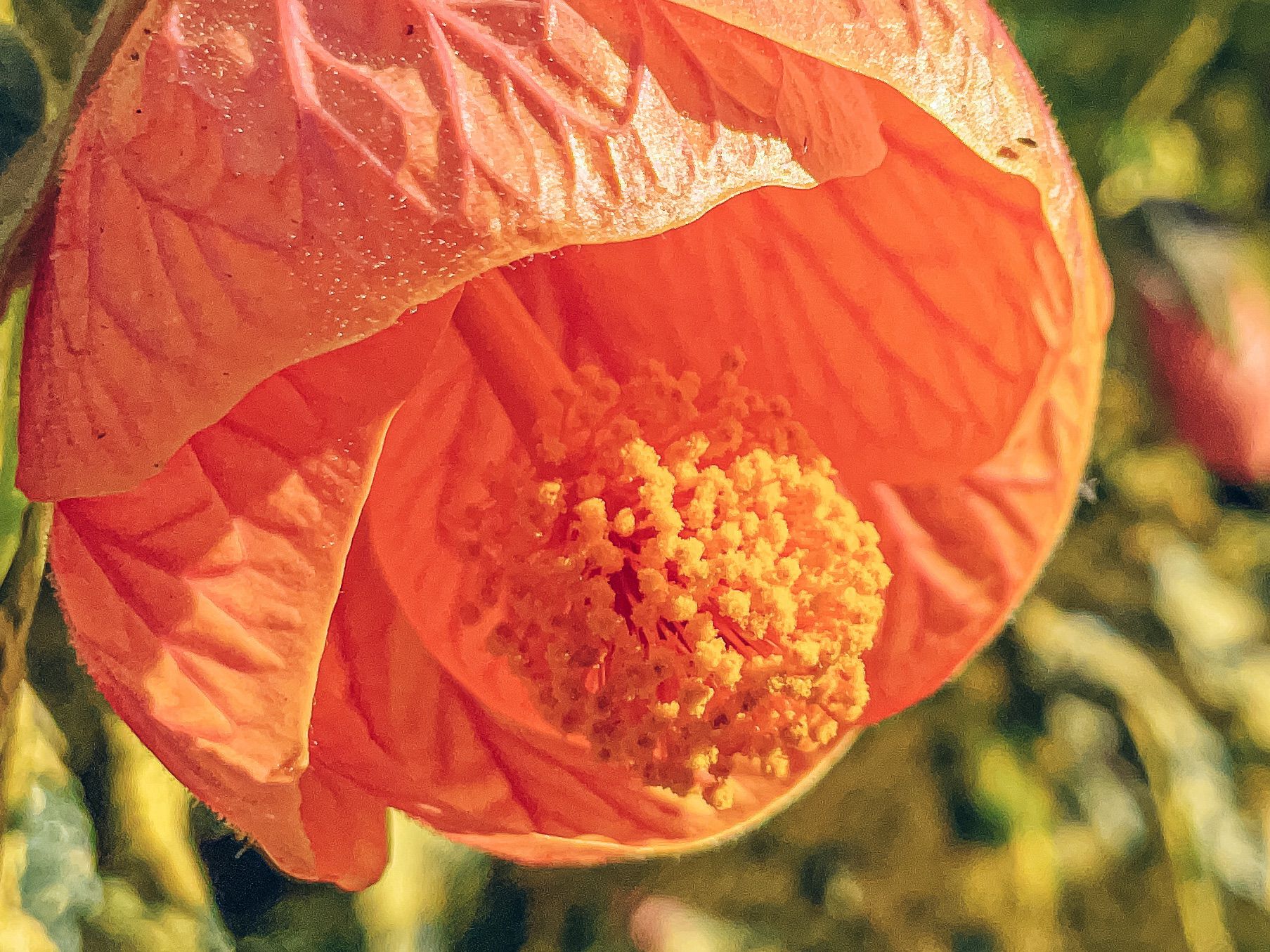 Halide Developer Highlights Hidden Macro Camera Feature in 2021 iPad ...