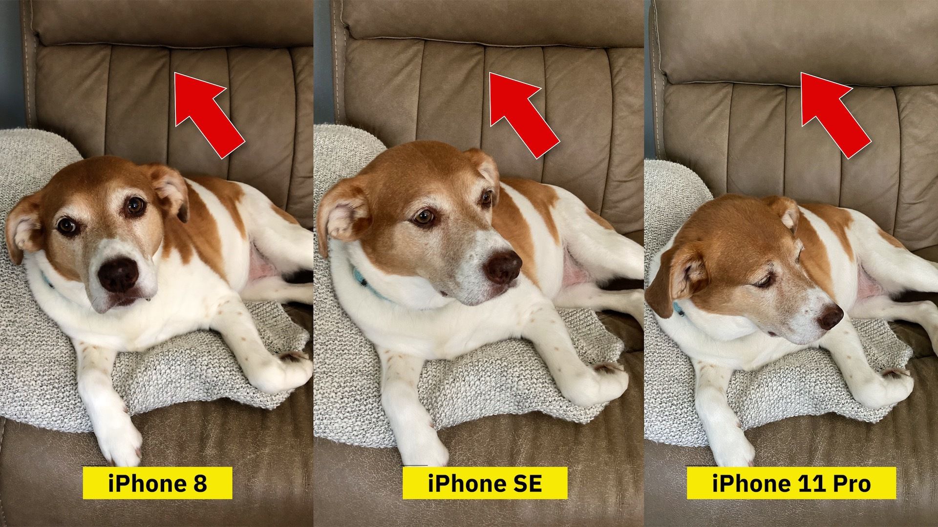 Camera Comparison: 2020 iPhone SE vs. iPhone 8 and iPhone 11 Pro ...