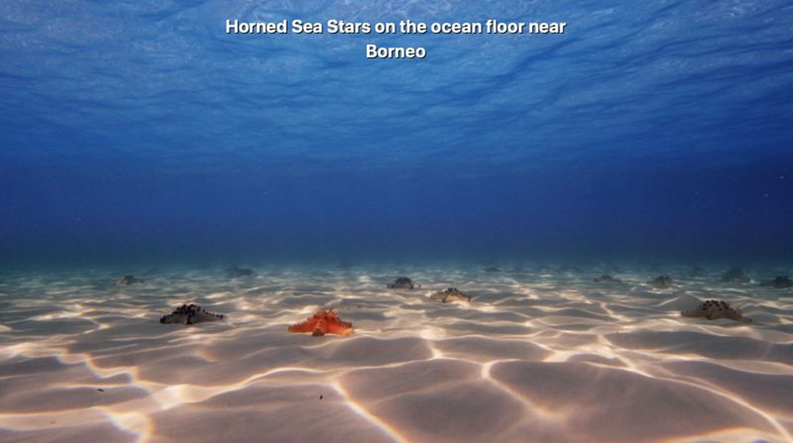 New Under the Sea Themed Screen Savers Now Available on Apple TV in ...